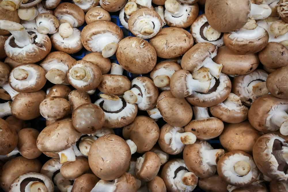 Champignon Pilz Aroma | 25 | SY655328.main