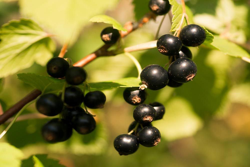 Black Currant Flavour | 25 | SY203502.main