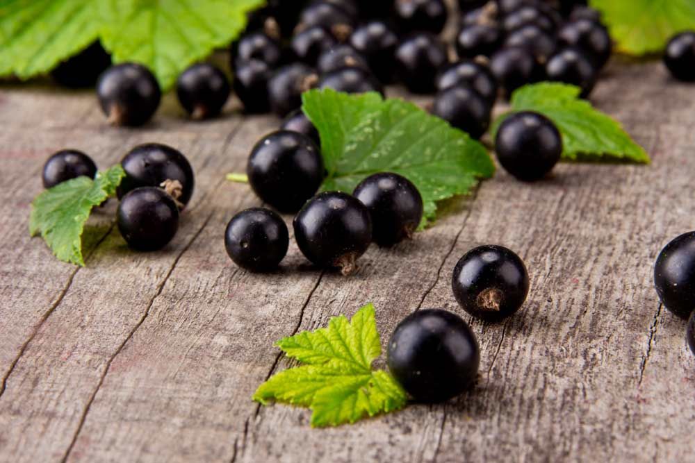 Black Currant Flavour | 25 | SY216764.main